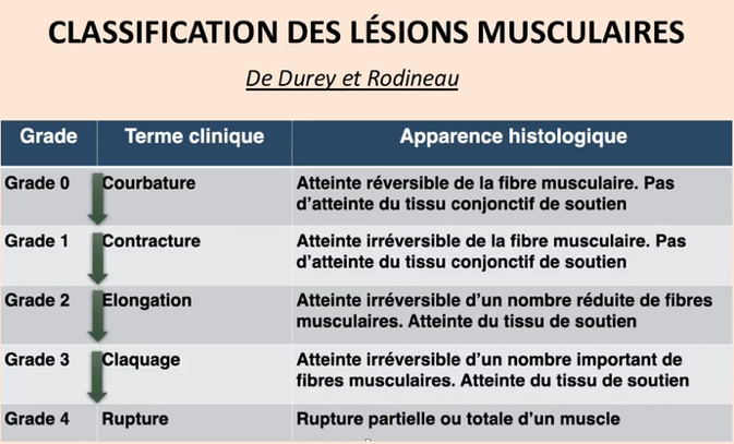 Lésions musculaires et tendineuses